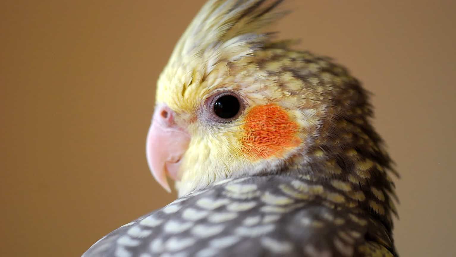 100+ Cute and Funny Pet Bird Names - A-Z Animals