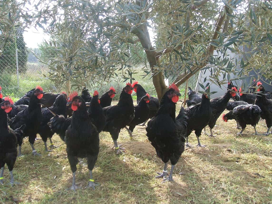 10 Chicken Breeds That Lay Speckled Eggs - A-Z Animals