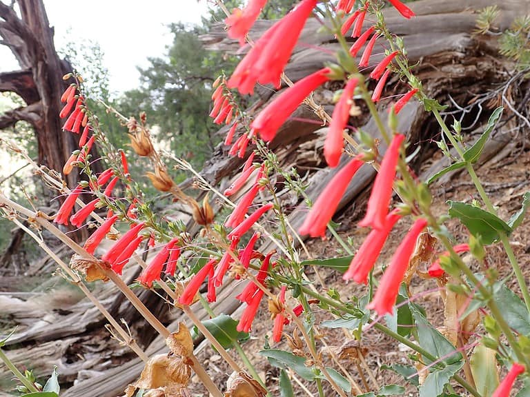15 Beautiful Flowers That Start with U - A-Z Animals