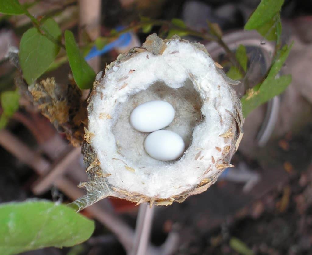 Hummingbird Eggs: How Big They Are, Color, and More!