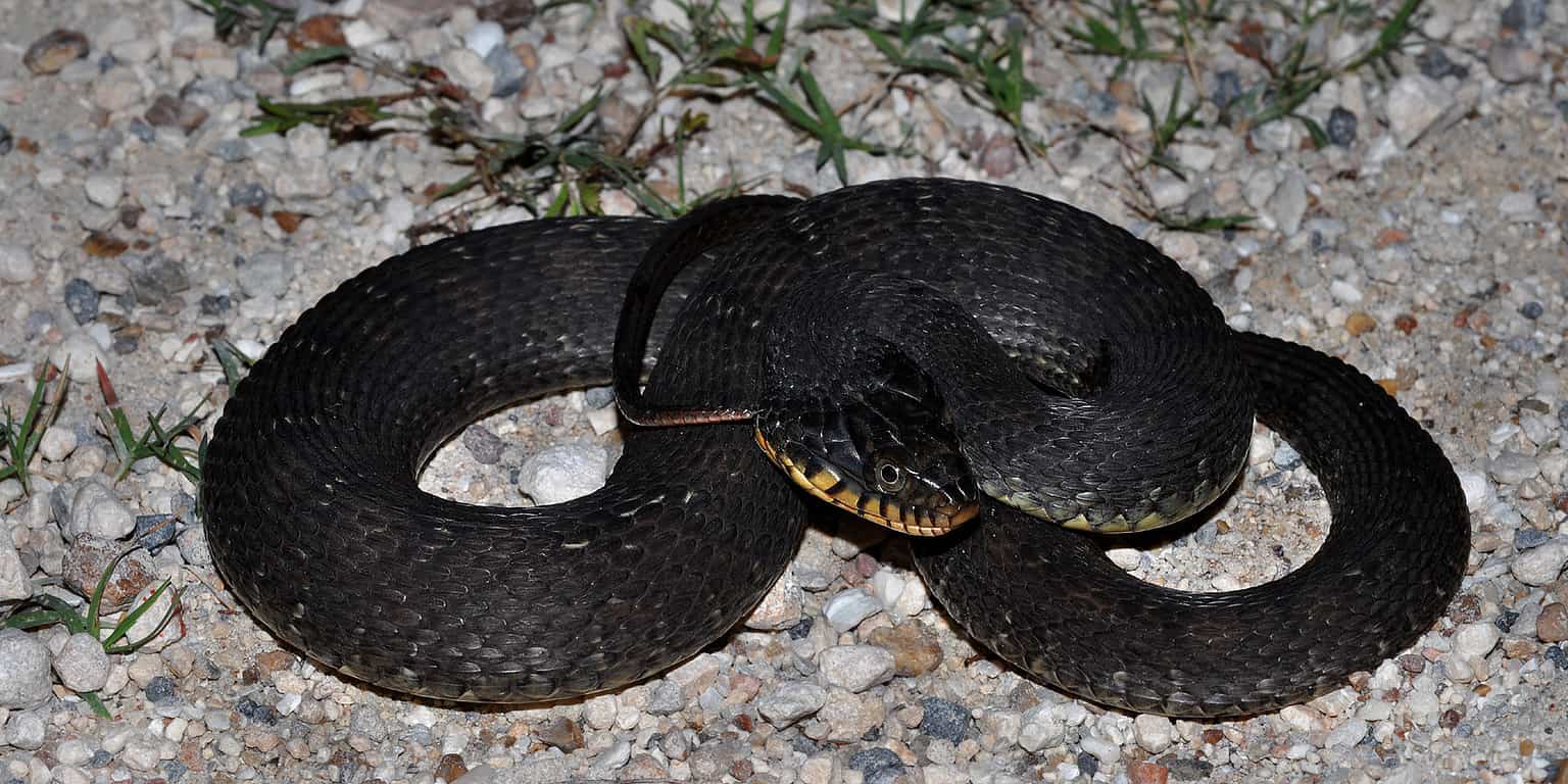 Discover 8 Texas Snakes Lurking In and Around the Trinity River - A-Z ...