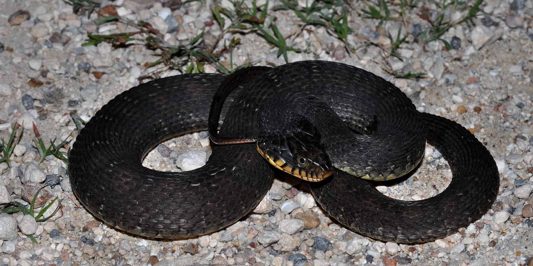 Discover 8 Texas Snakes Lurking In and Around the Trinity River - A-Z ...