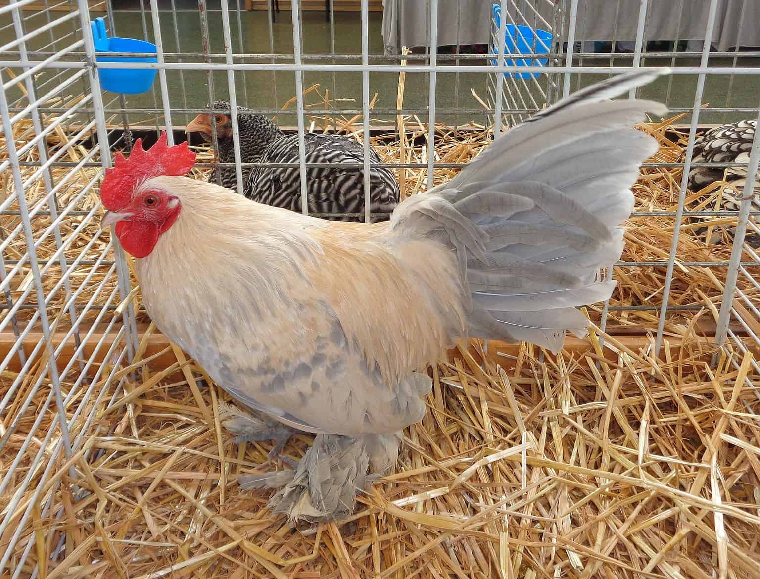 28 White Chicken Breeds You Are Sure to Love - A-Z Animals