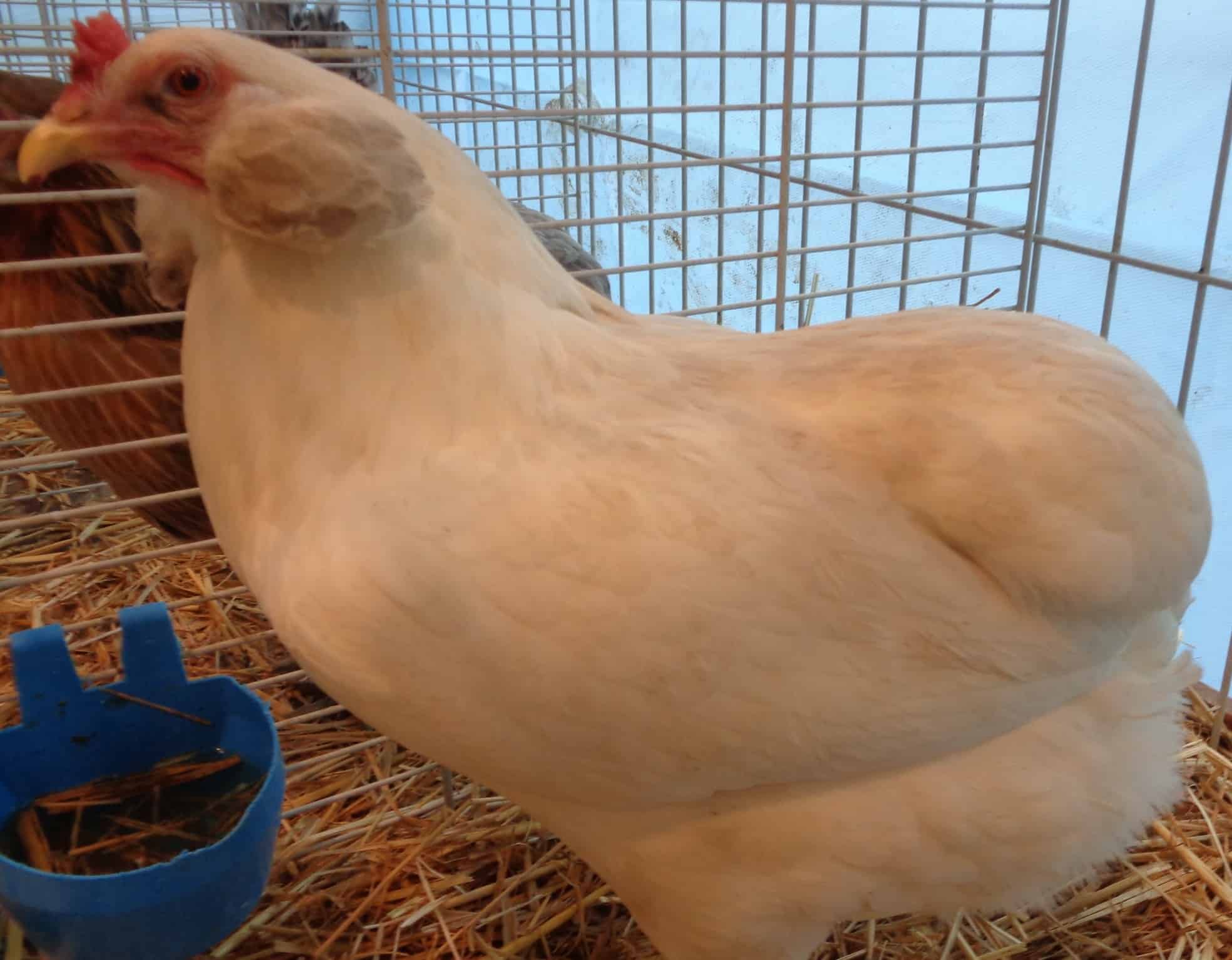 28 White Chicken Breeds You Are Sure to Love - A-Z Animals