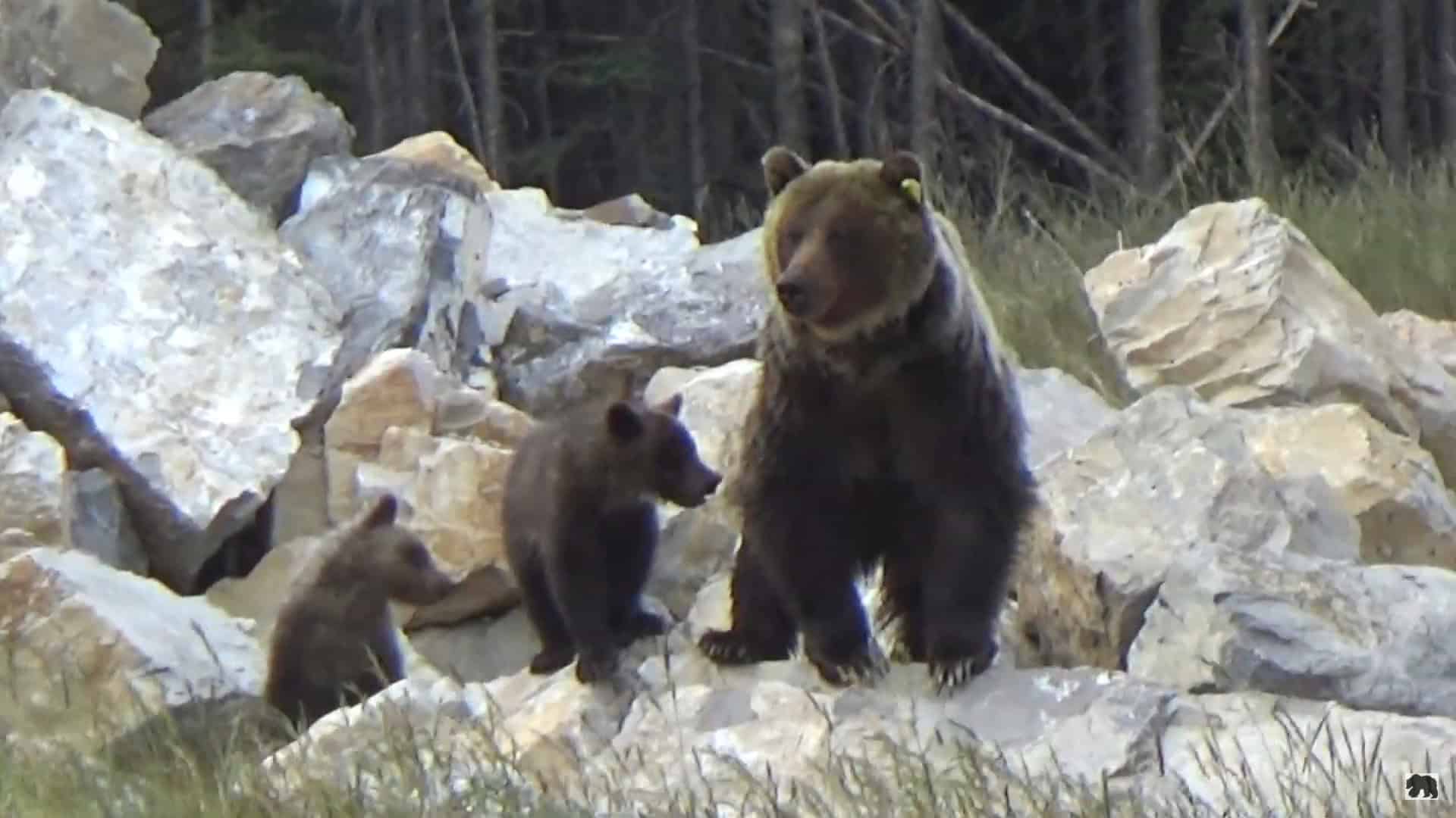 Grizzly Bear Momma Loses Cub in the Forest and Won't Give Up Looking ...