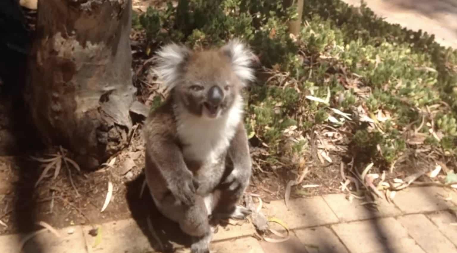 A Young Koala Has an Epic Meltdown After Being Kicked Out of a Tree - A ...