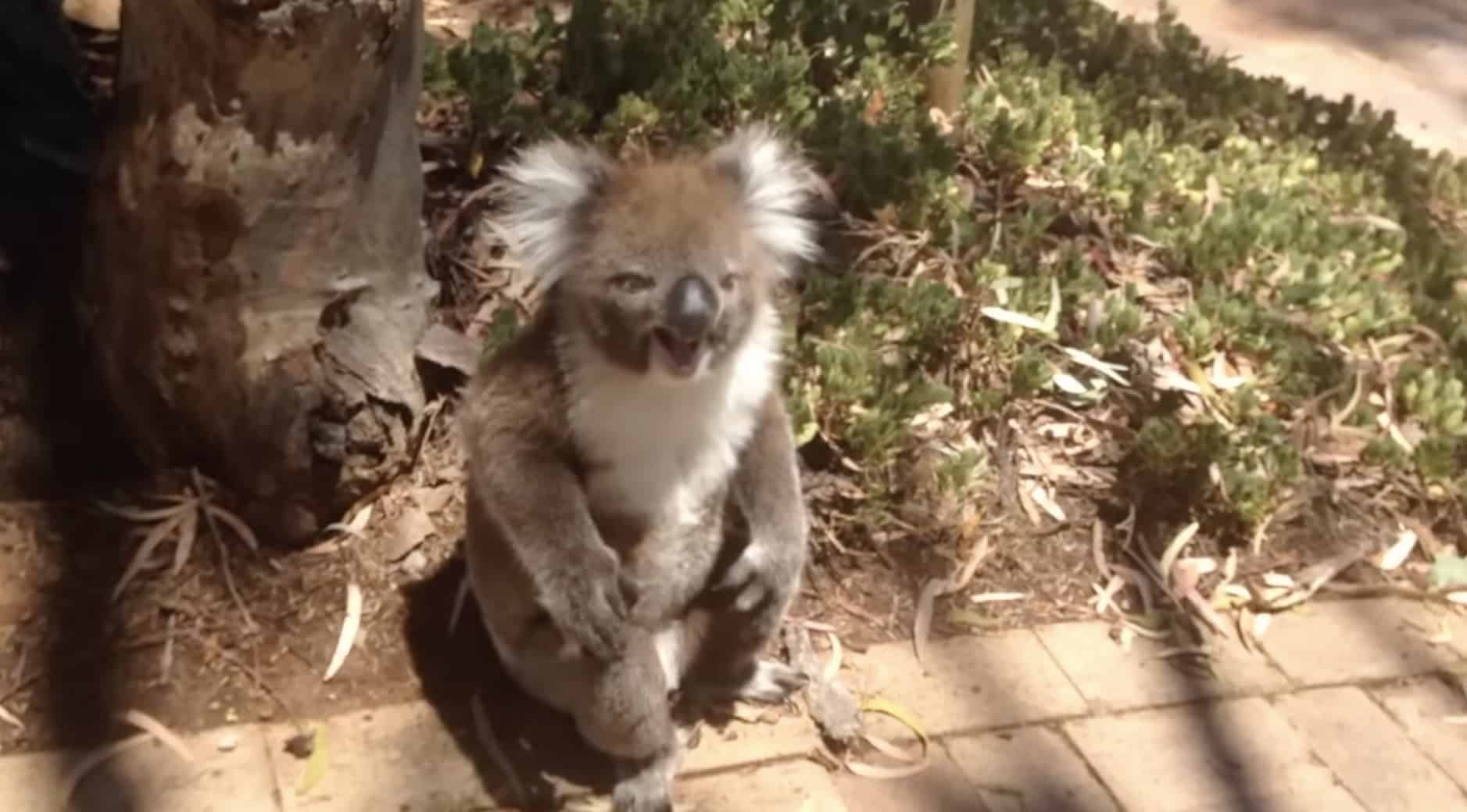 A Young Koala Has an Epic Meltdown After Being Kicked Out of a Tree - A ...