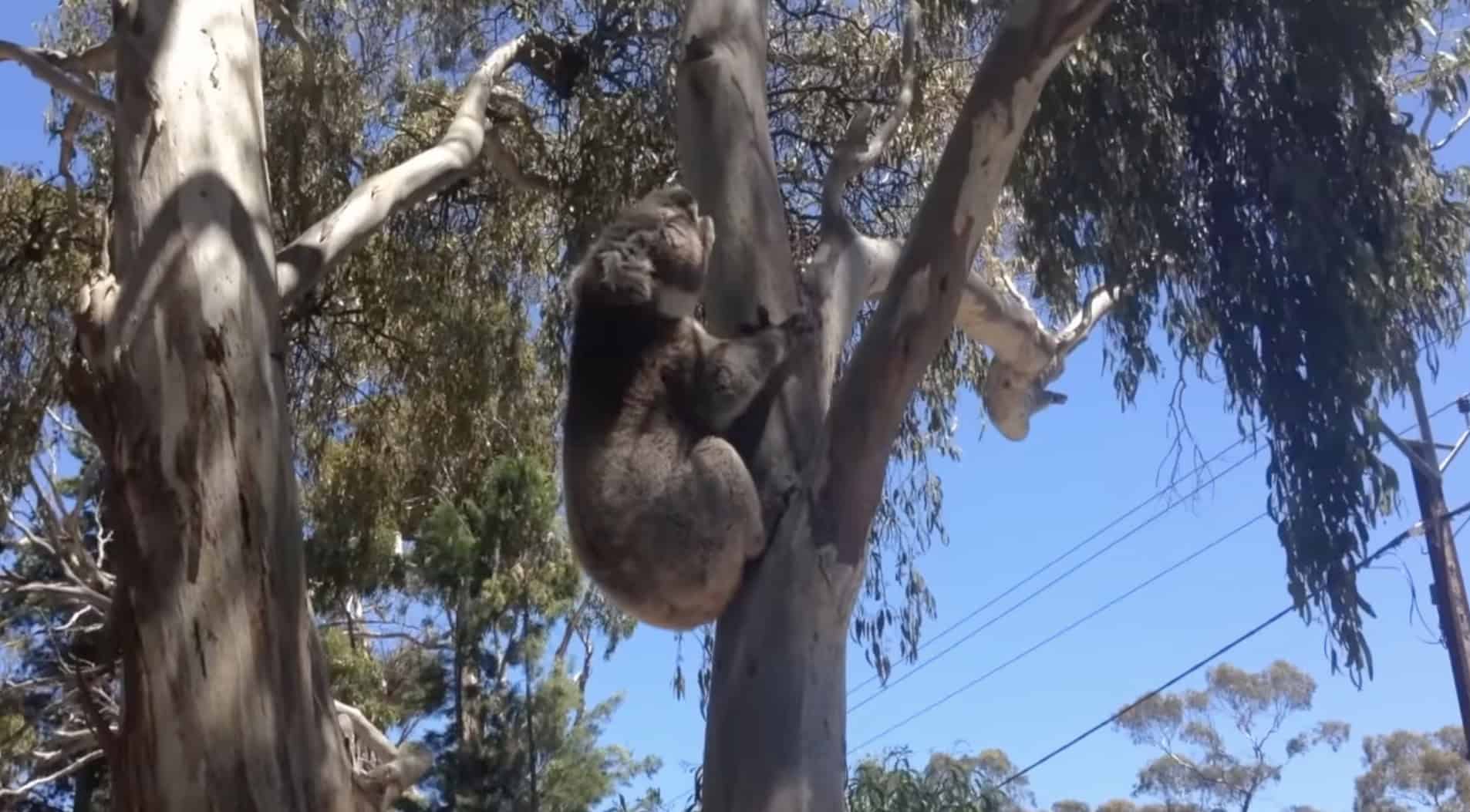 A Young Koala Has an Epic Meltdown After Being Kicked Out of a Tree - A ...