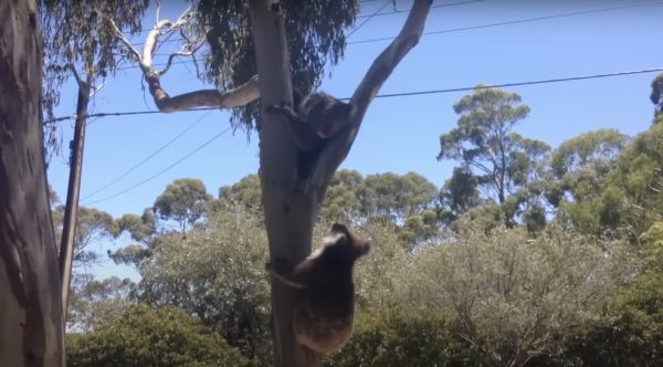 A Young Koala Has an Epic Meltdown After Being Kicked Out of a Tree - A ...