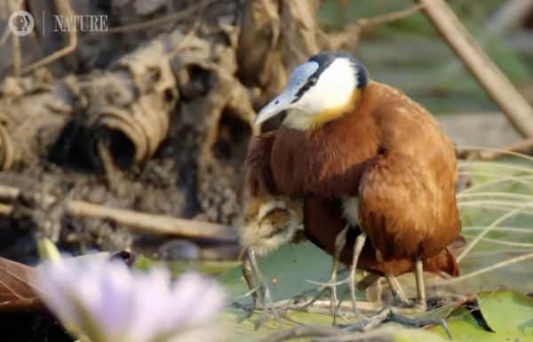 A Male Jacana Bird Bravely Saves His Chicks from a Croc Attack - A-Z ...