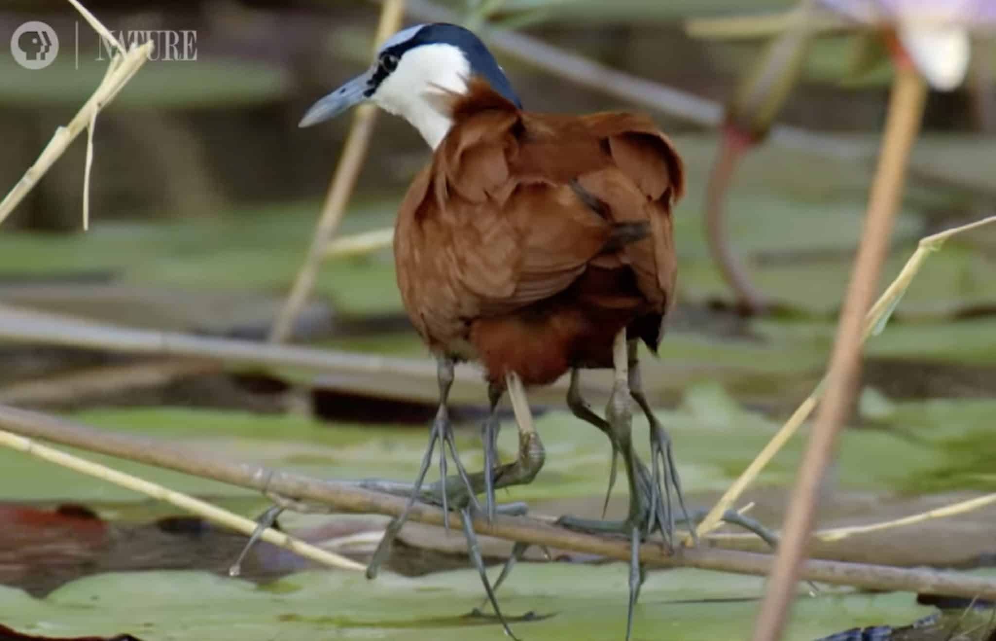A Male Jacana Bird Bravely Saves His Chicks from a Croc Attack - A-Z ...