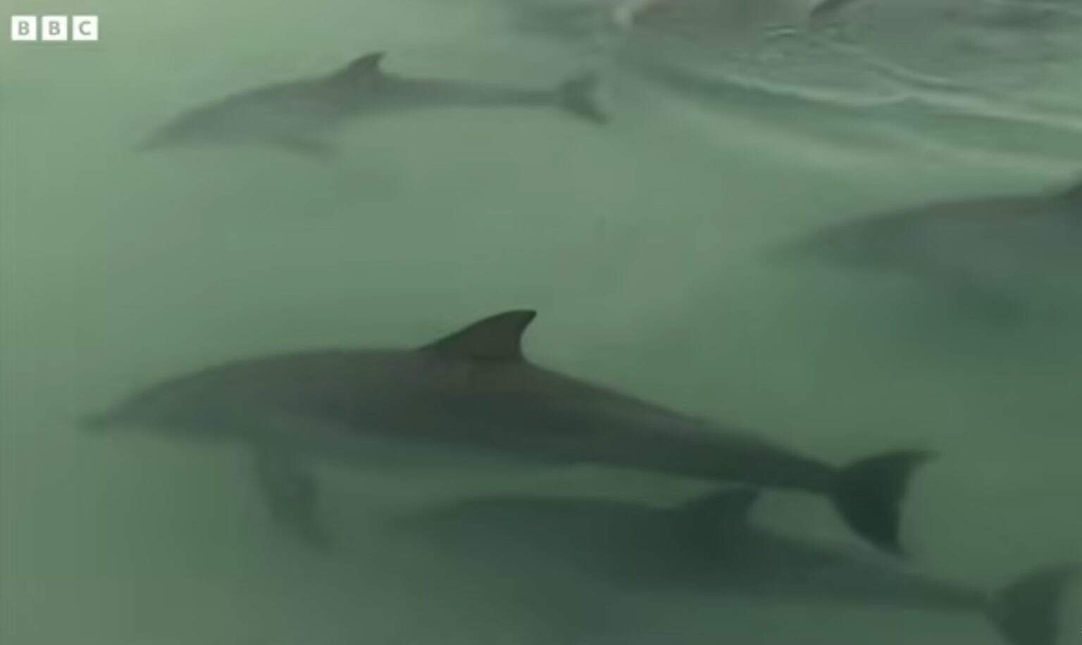 A Newborn Dolphin Learns to Swim in the First Few Hours of Its Life - A ...