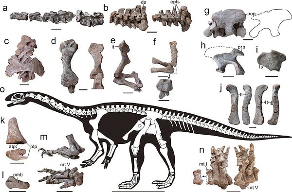 Discover the 19 Dinosaurs That Start With X - A-Z Animals