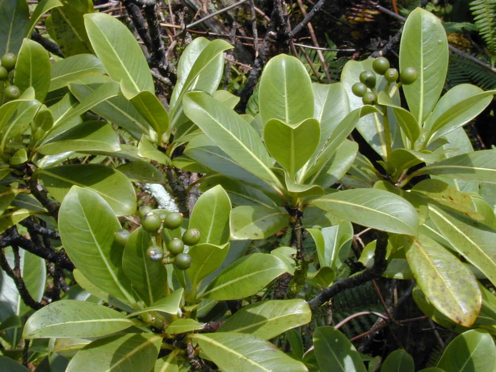 The 11 Most Iconic Trees Native to Hawaii - A-Z Animals