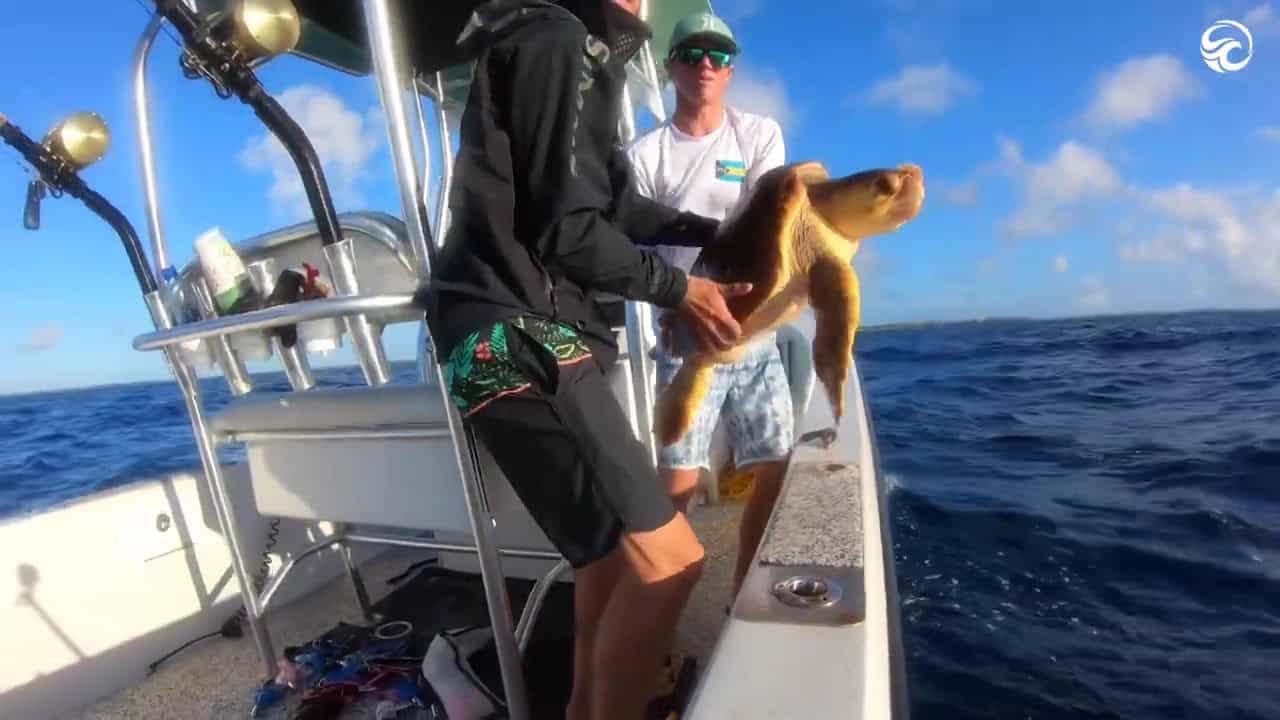 Young Boaters Save a Sea Turtle From the Jaws of a Tiger Shark - A-Z ...
