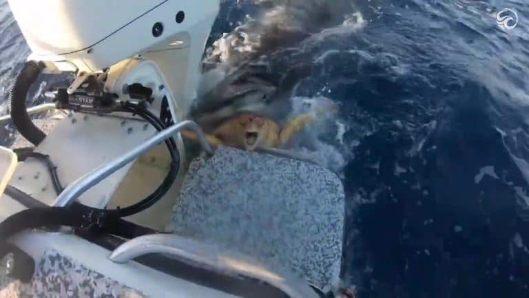 Young Boaters Save a Sea Turtle From the Jaws of a Tiger Shark - A-Z ...