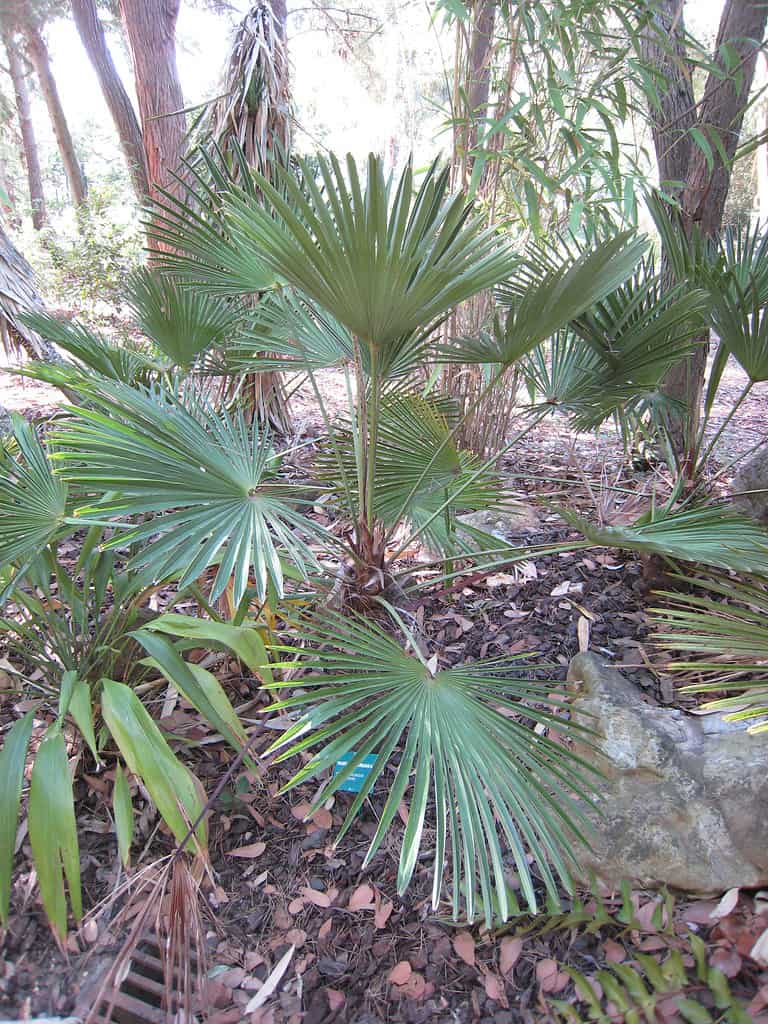 6 Palm Trees Hardy Enough to Thrive in Oregon - A-Z Animals