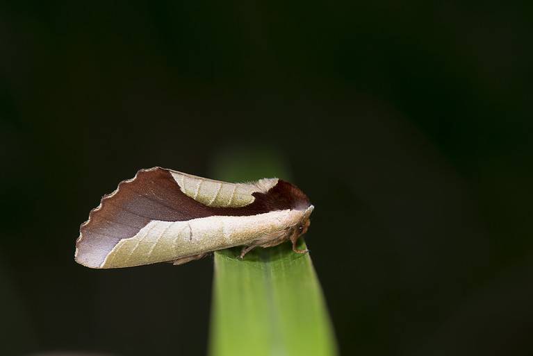 10 Different Insects That Look Like They Are Leaves - A-Z Animals