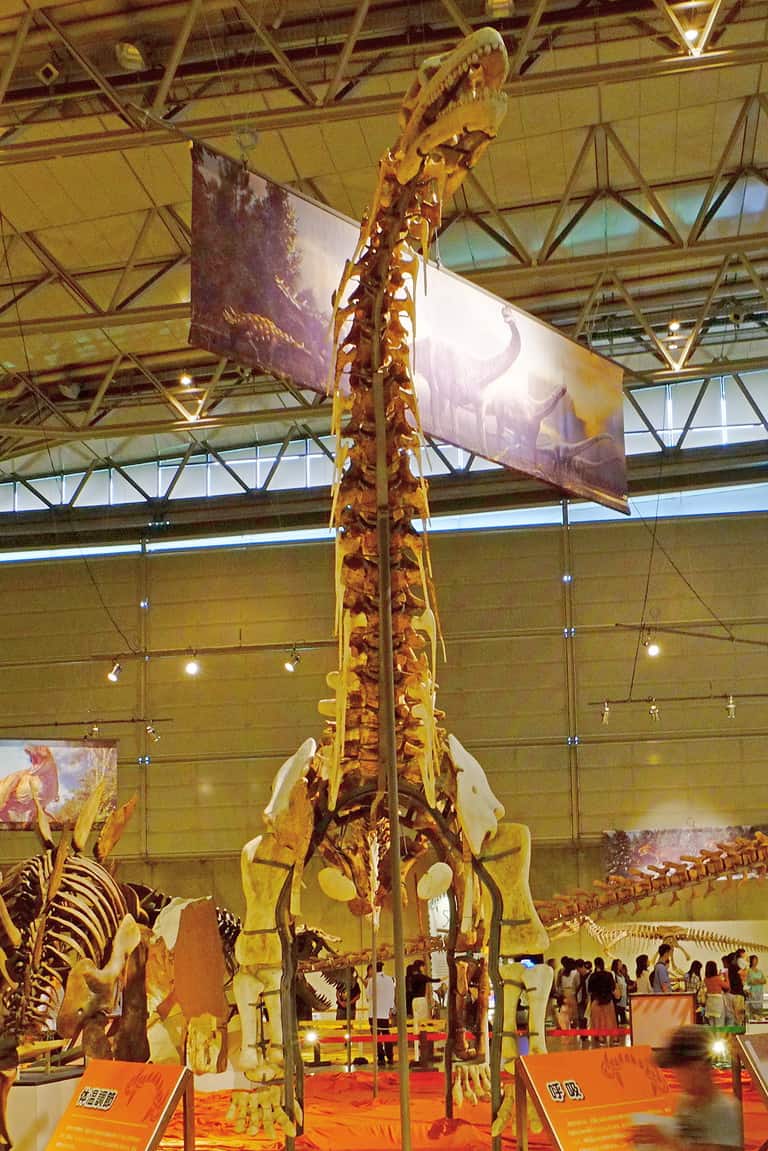 Discover the 19 Dinosaurs That Start With X - A-Z Animals