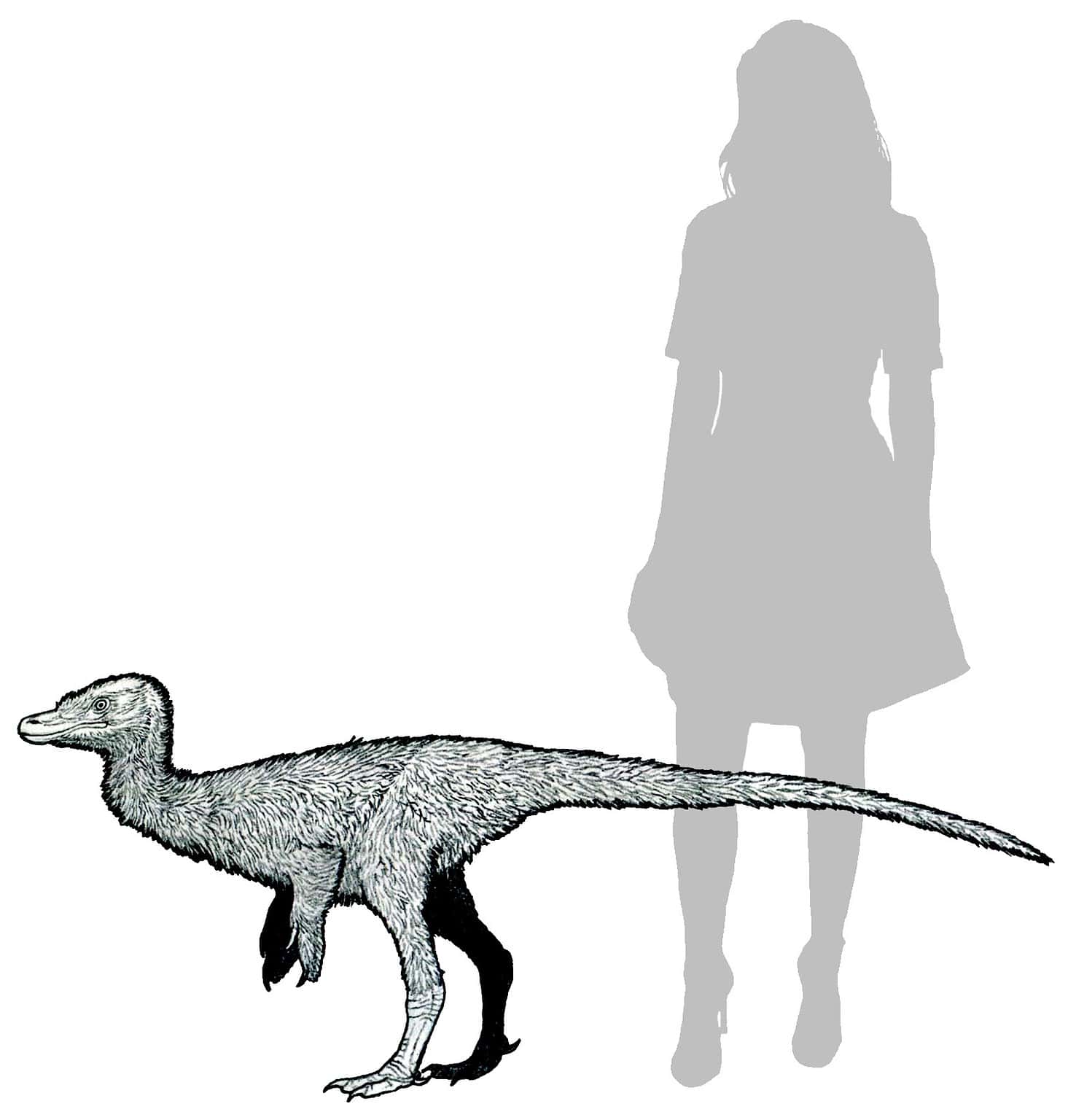 Xuanhanosaurus Qilixiaensis