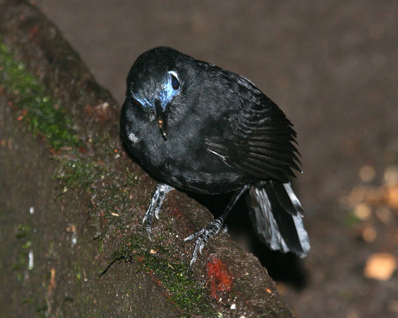 12 Amazing Examples of Animals with a Symbiotic Relationship - A-Z Animals