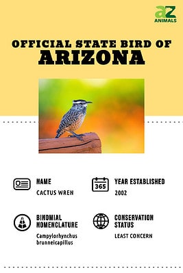 Discover the Official State Bird of Arizona - A-Z Animals