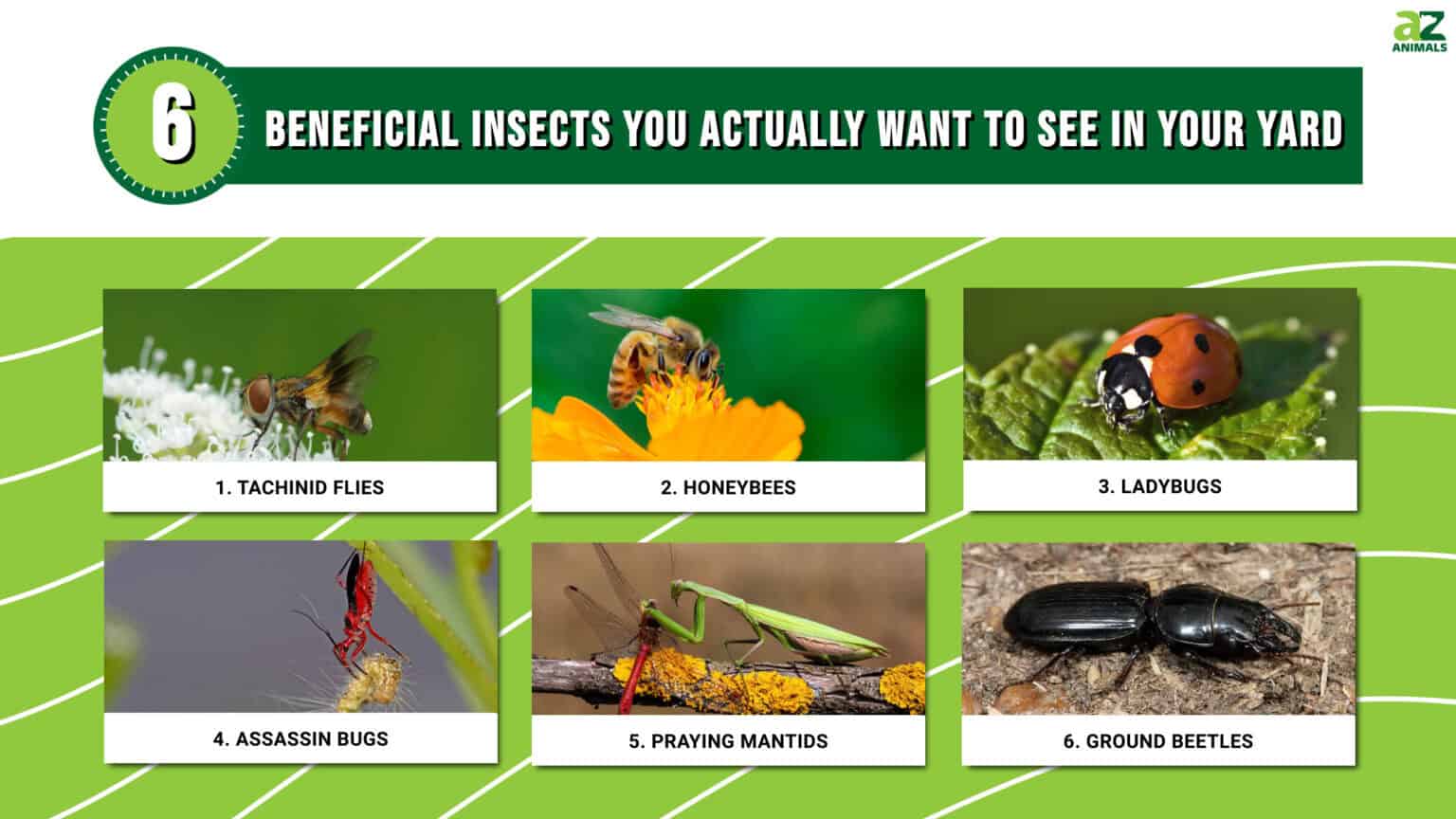 6 Beneficial Insects You Actually Want to See in Your Yard - A-Z Animals