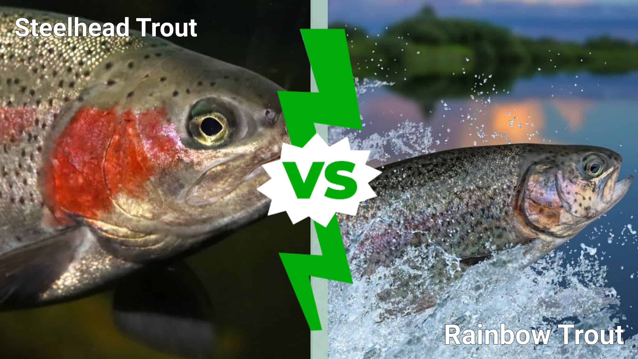 Steelhead vs. Rainbow Trout: How to Tell the Difference and Where to ...
