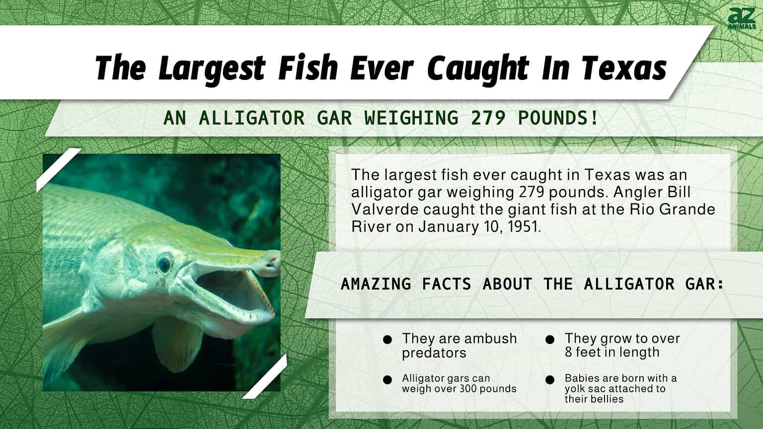 The Largest Fish Ever Caught In Texas Is An Absolute Unit - A-Z Animals