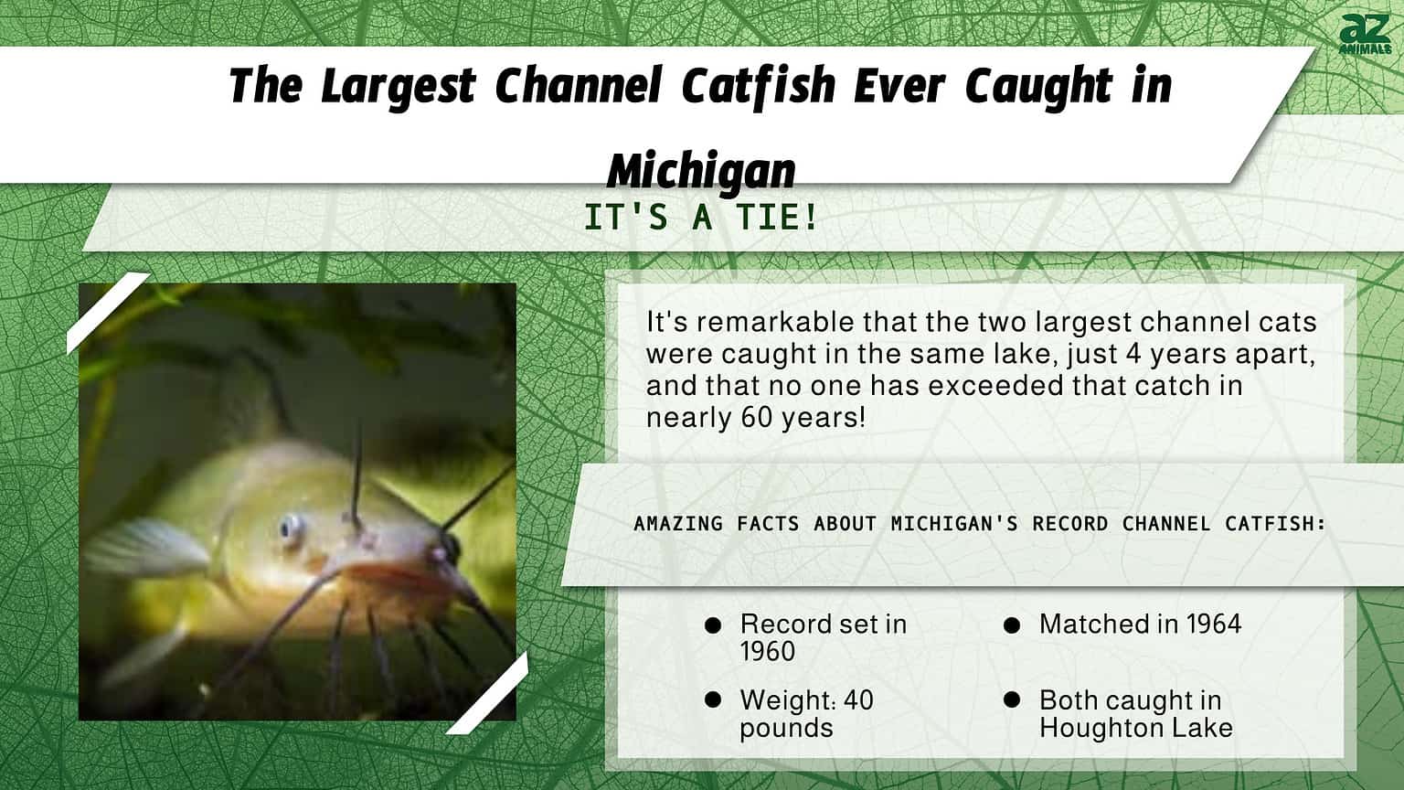 The Largest Channel Catfish Ever Caught in Michigan was a Whiskered ...