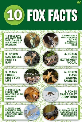 10 Essential Facts About Foxes - A-Z Animals
