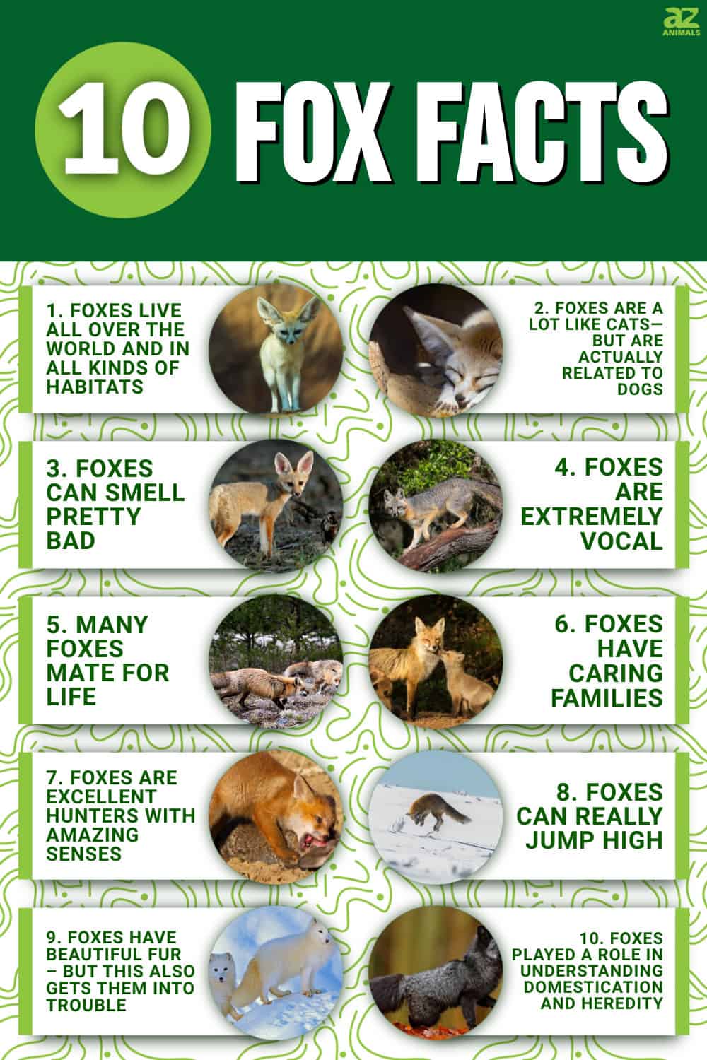 10 Essential Facts About Foxes - A-Z Animals