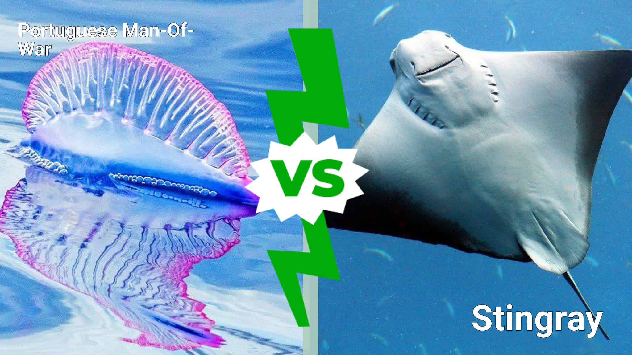 Portuguese Man-Of-War vs. Stingray: Which Deep Sea Creature Would Win ...