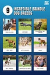 Meet 9 Incredible Brindle Dog Breeds - A-Z Animals
