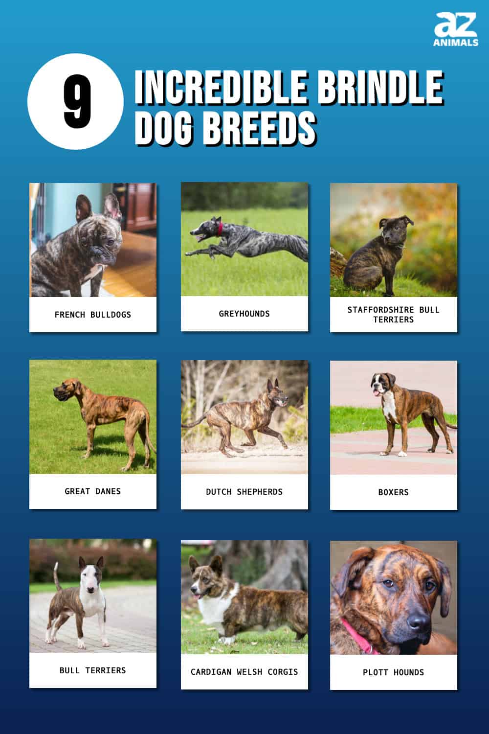 Meet 9 Incredible Brindle Dog Breeds - A-Z Animals