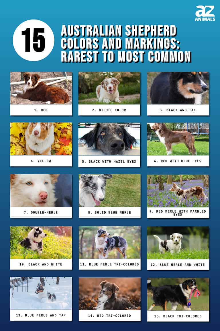 Australian Shepherd Colors and Markings: Rarest to Most Common - A-Z ...