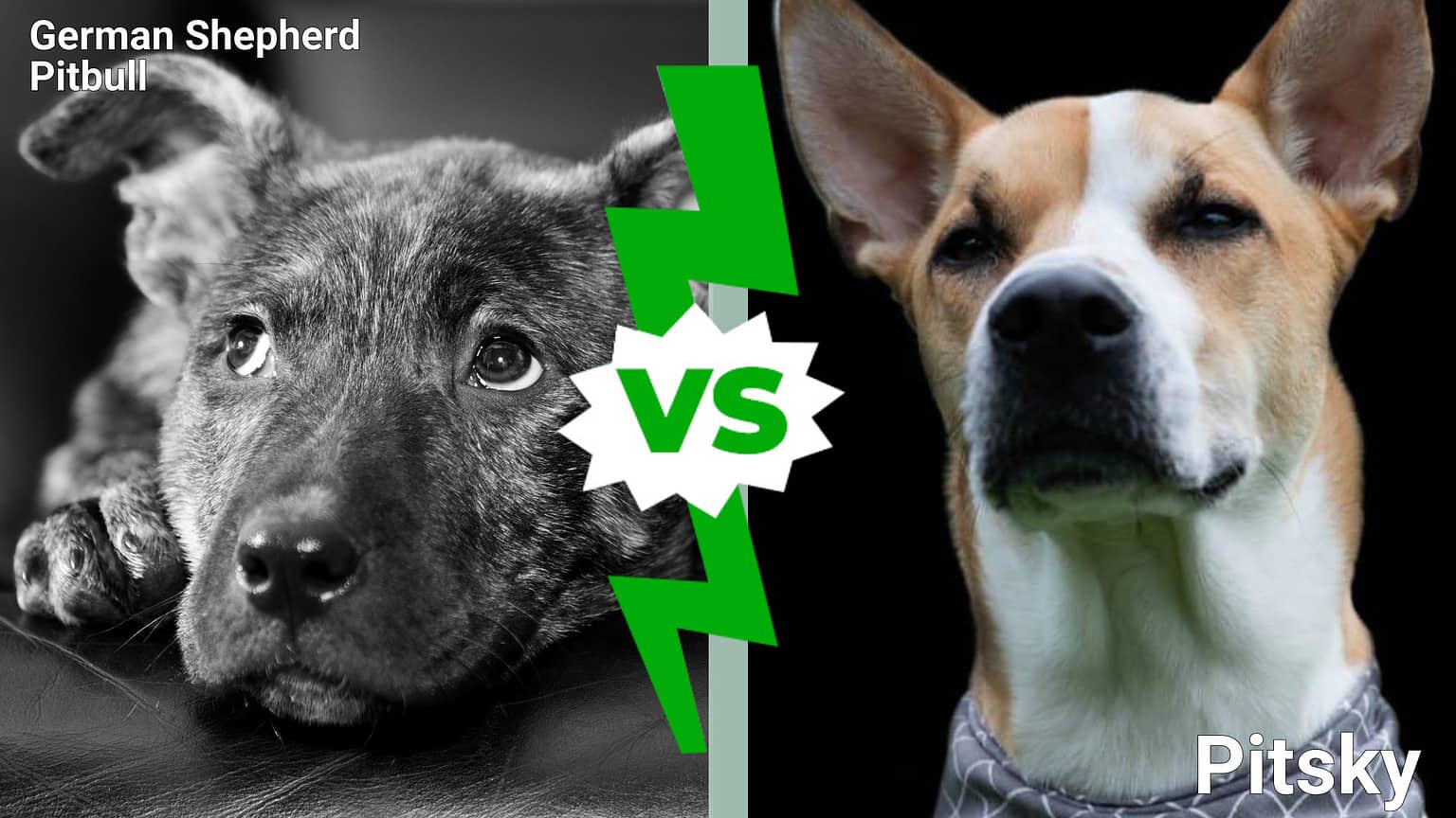 German Shepherd Pitbull vs. Pitsky: 8 Key Differences - A-Z Animals