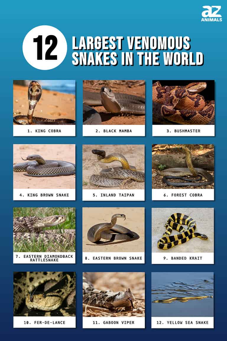 The 12 Largest Venomous Snakes in the World - A-Z Animals