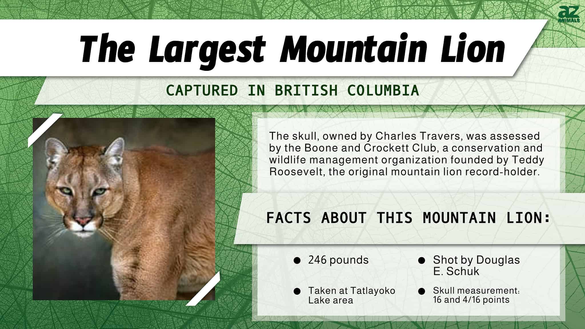 The Largest Mountain Lion Was the Size of an NBA Player — 3 Reasons It Grew So Large - A-Z Animals