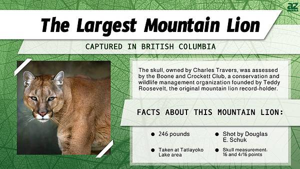 The Largest Mountain Lion Was the Size of an NBA Player — 3 Reasons It ...