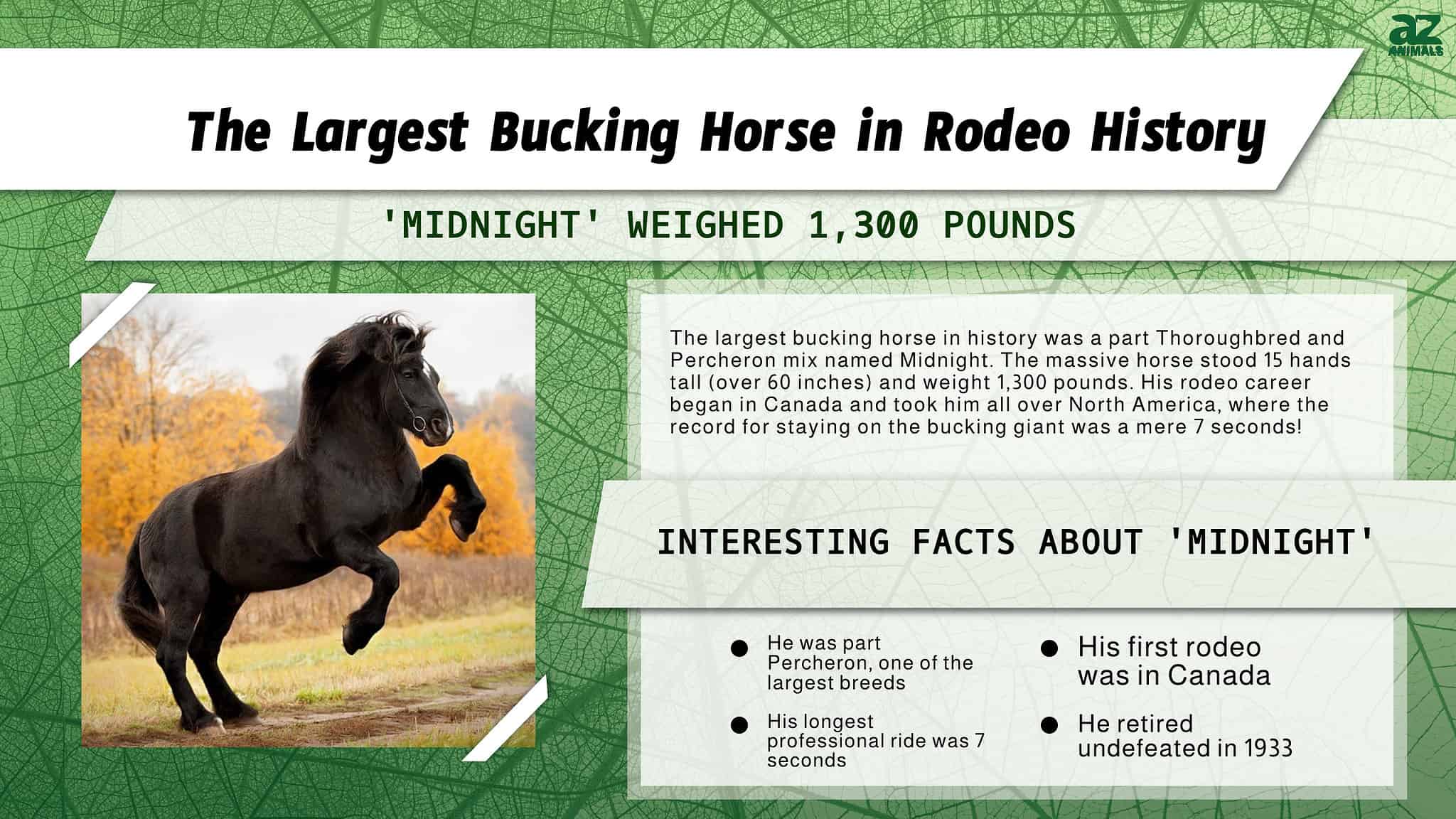 Discover 'Midnight' — The Largest Bucking Horse in Rodeo History - A-Z ...