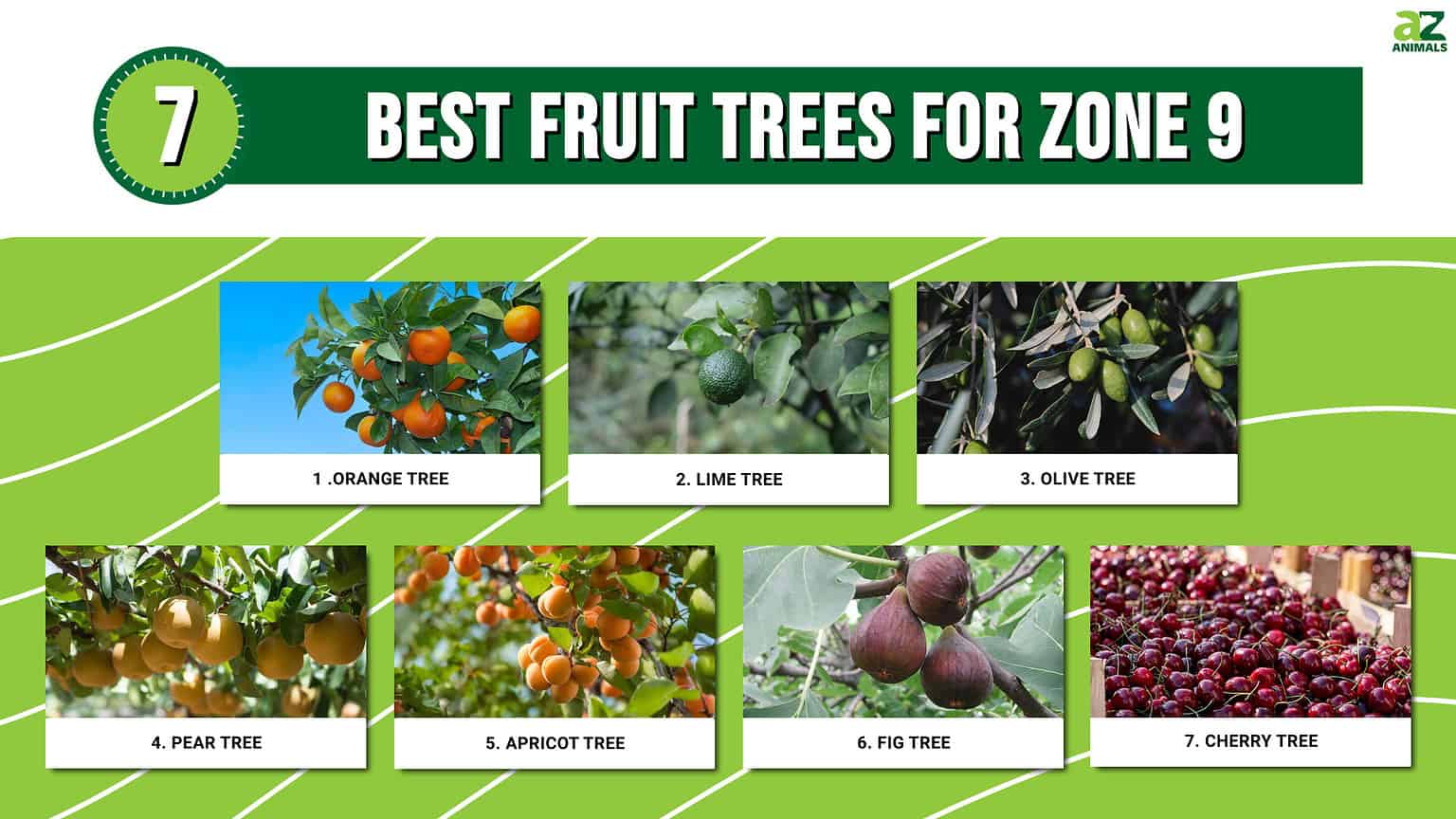 The 7 Best Fruit Trees for Zone 9 - A-Z Animals