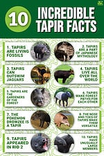 10 Fascinating Facts About Tapirs - A-Z Animals