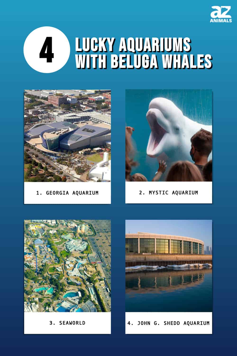 Discover the 4 Lucky Aquariums with Beluga Whales - A-Z Animals