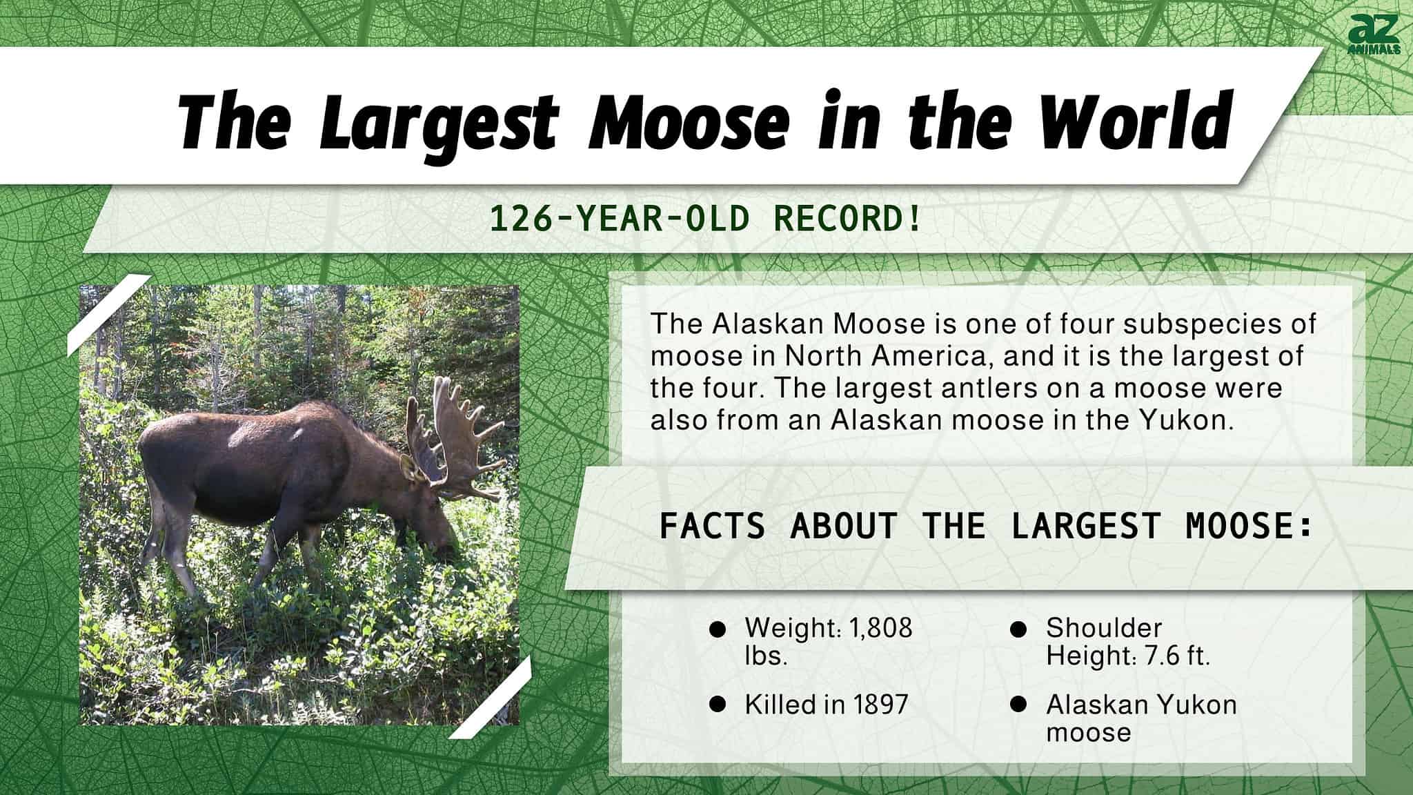 The Largest Moose in the World - A-Z Animals