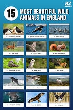 Discover the 15 Most Beautiful Wild Animals in England - A-Z Animals