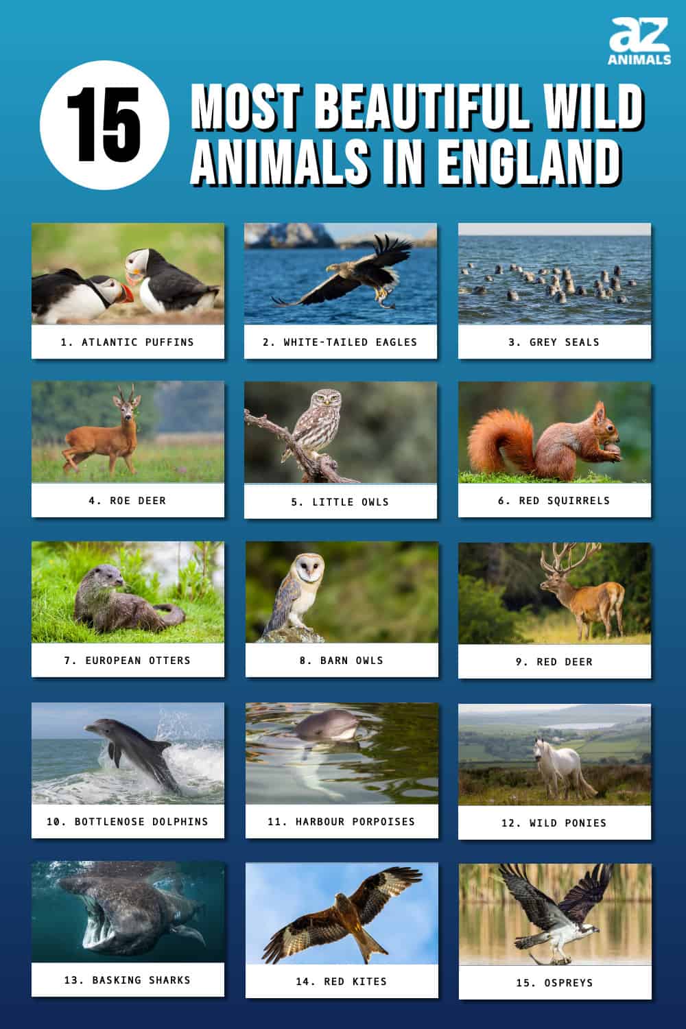 Discover the 15 Most Beautiful Wild Animals in England - A-Z Animals