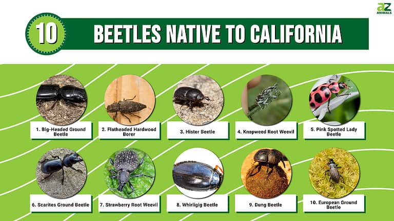 Ten Beetles Native to California - A-Z Animals