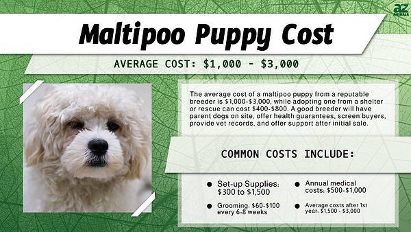 Maltipoo Prices 2024: Purchase Cost, Vet Bills, and More! - A-Z Animals