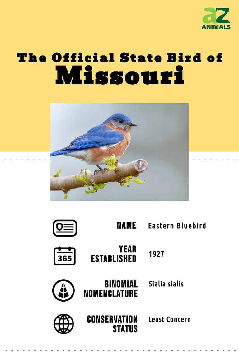 Discover the Official State Bird of Missouri - A-Z Animals